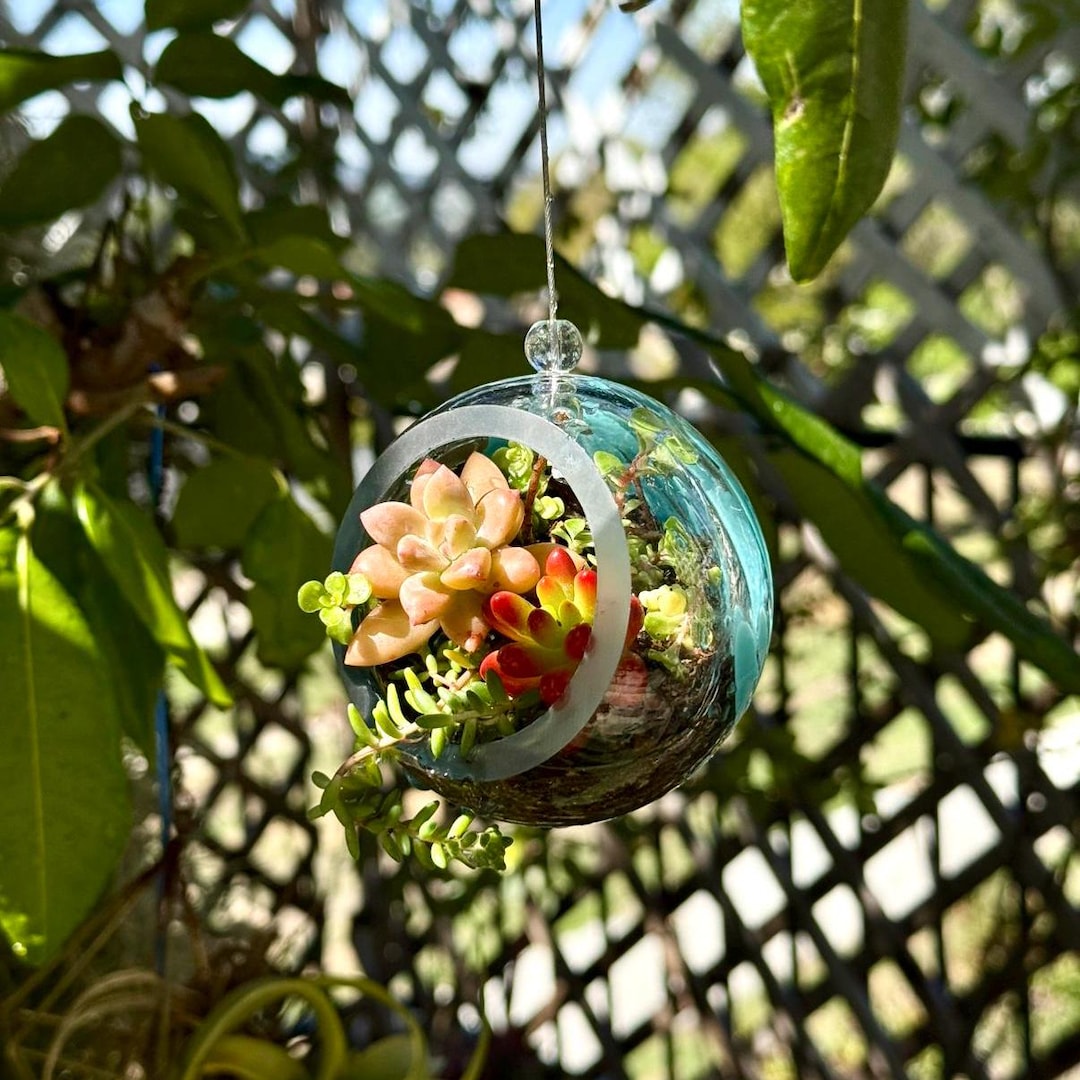 3" Art Glass Hanging Terrarium With Optional Air Plants - Etsy