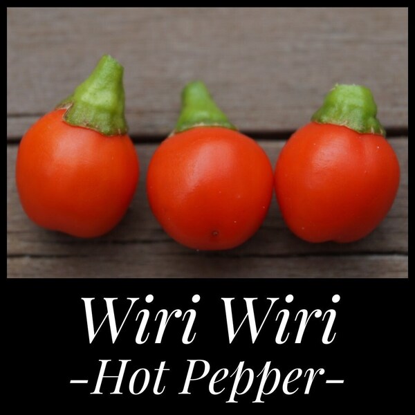 Hot Pepper Seeds - Etsy
