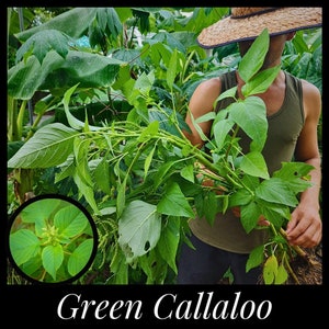 20 Green Callaloo Seeds, Green Leaf Amaranth Seeds, Tropical Spinach ...