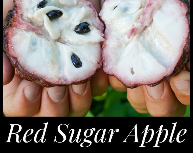5 Red Sugar Apple Seeds (red Sweetsop Seeds, Annona Squamosa Seeds ...
