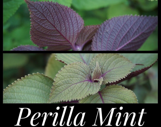 20 Perilla Mint Seeds, Korean Shiso Seeds, Chinese Basil Seeds two ...
