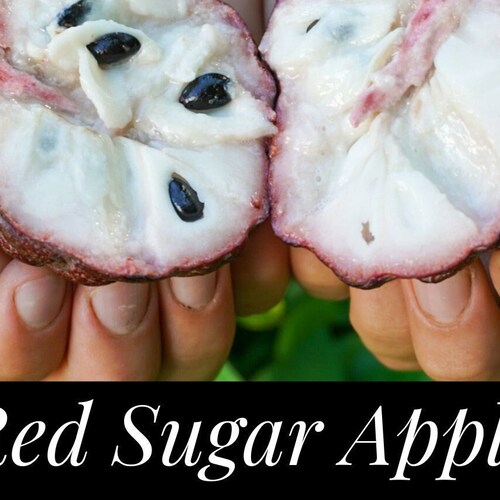 Annona Squamosa purple Purple Sugar Apple Seeds Red Anon - Etsy