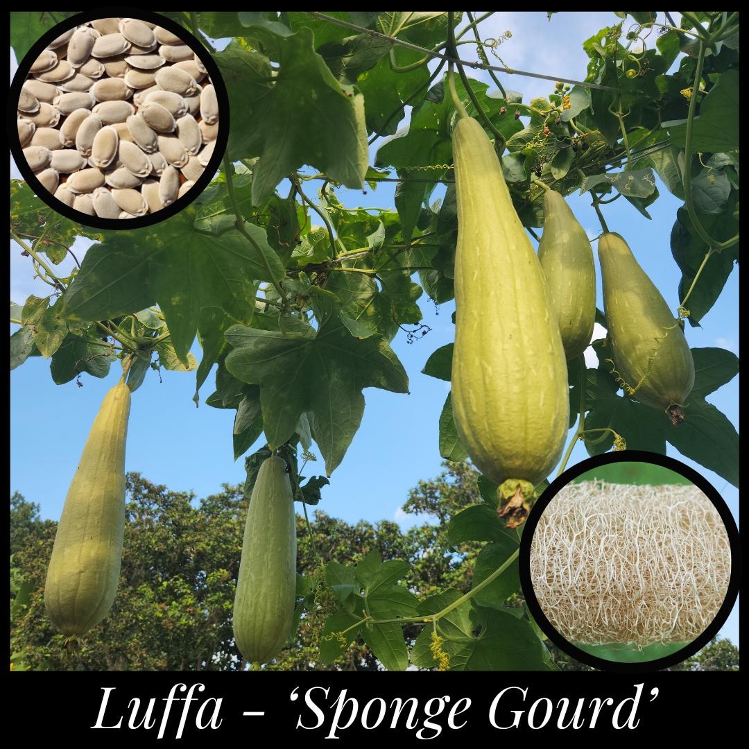15 'white Seeded' Luffa Seeds, Loofah Gourd Seeds, Luffa Cylindrica ...