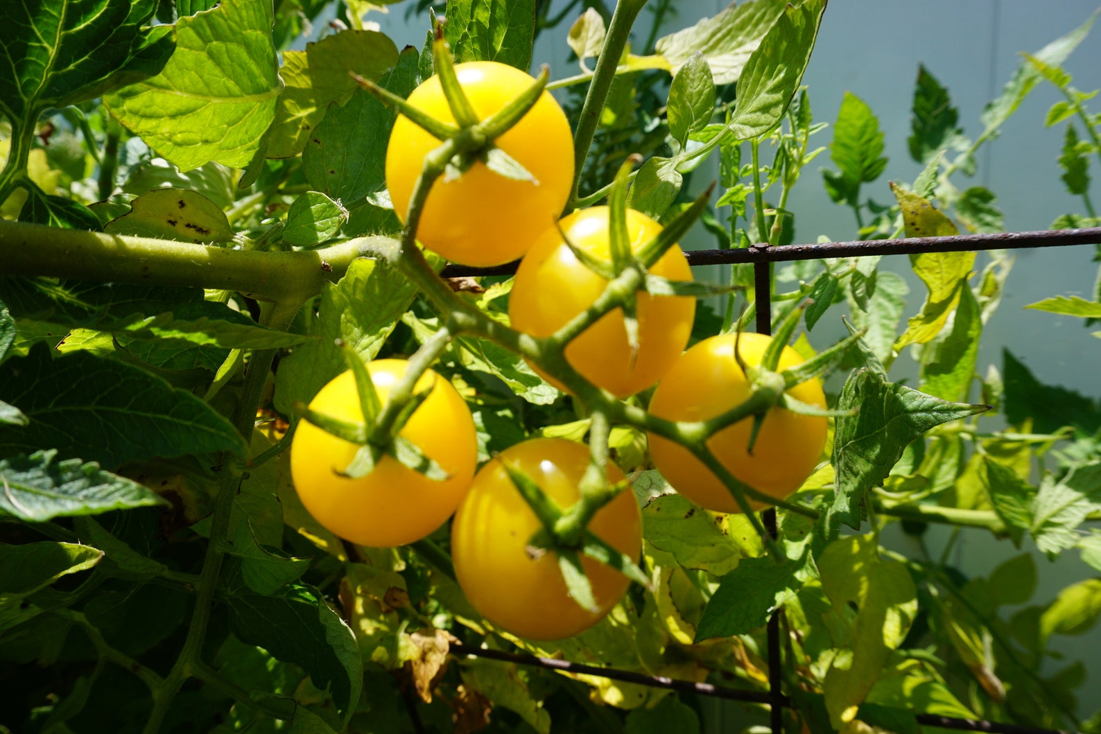20 Lollipop Tomato Seeds Yellow Cherry Tomato Solanum - Etsy