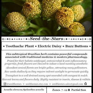 20 'yellow Buzz Button' Seeds Electric Daisy Seeds, Toothache Plant ...