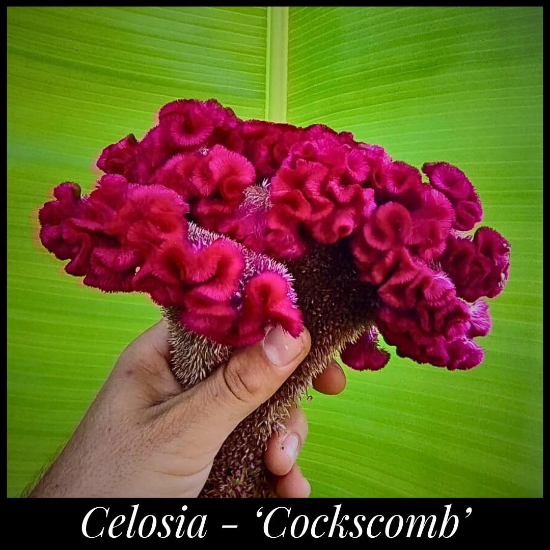 20 'red Cockscomb Celosia' Seeds Red Woolflower Seeds Celosia Argentea ...