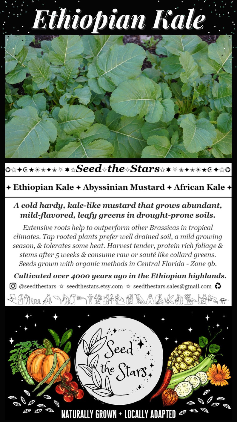 50 Ethiopian Kale Seeds 50 Abyssinian Mustard Seeds 50 - Etsy