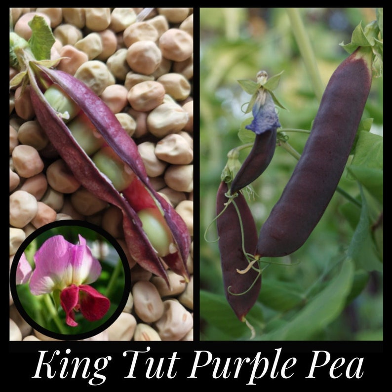 15 King Tut Purple Pea Seeds Purple Snow Pea Seeds Purple - Etsy