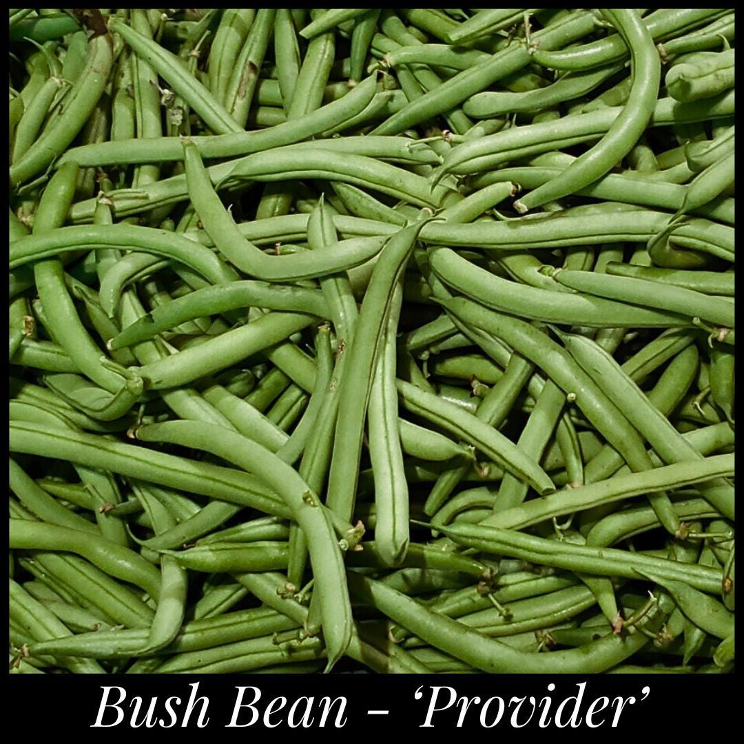 20 'provider' Heirloom Bush Bean Seeds, Bush Snap Beans, Disease ...
