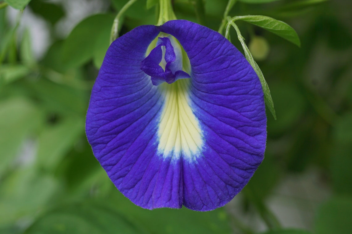 Blue Butterfly Pea Seeds Butterfly Garden edible flowers | Etsy