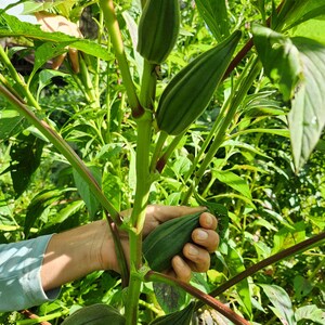 20 'tree Okra' Seeds, Giant Okra, Perennial Okra “nkruma Tenten” Okra ...