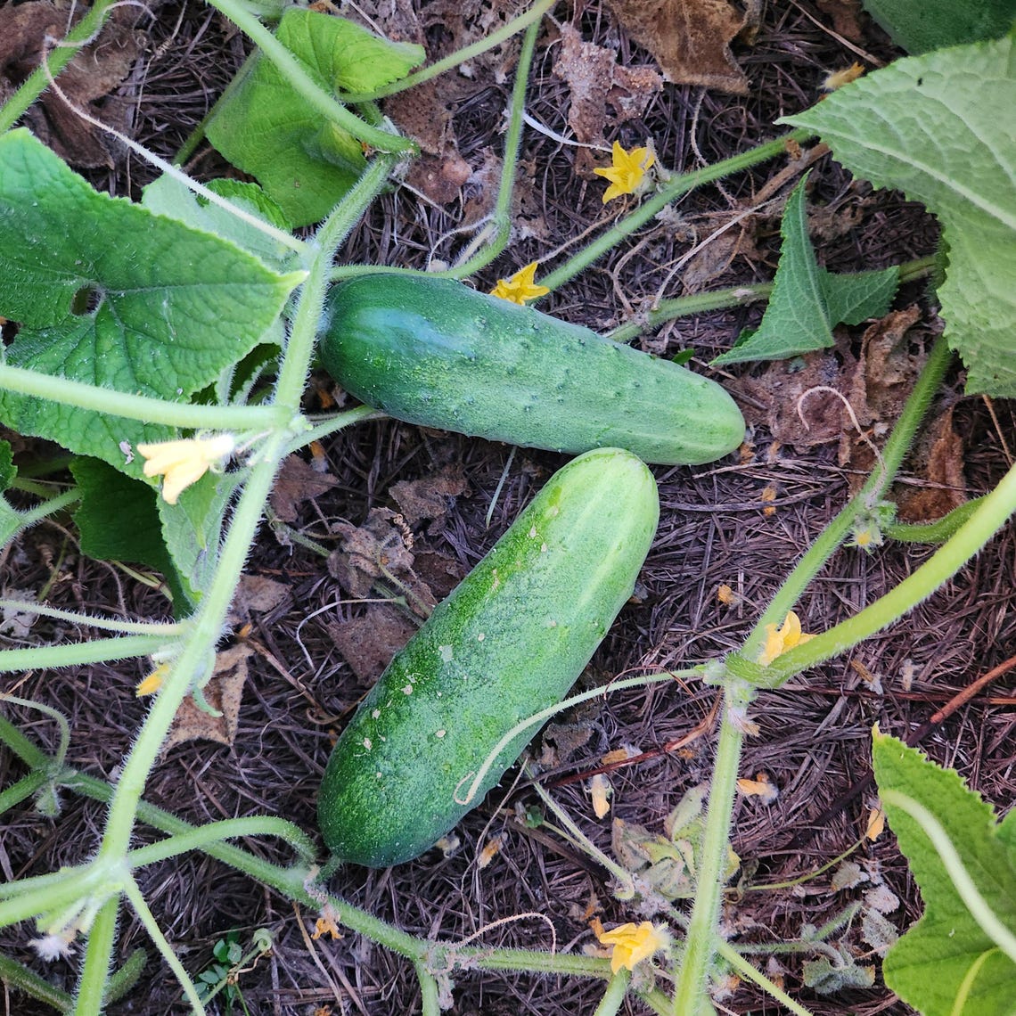 20 Pickling Cucumber Seeds, 'common Wealth' Disease Resistant Pickling ...