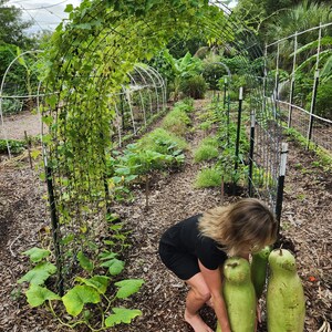 10 Giant Zucca Gourd Seeds, Zucca Melon Seeds, Largest Gourd in the ...