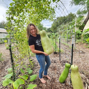 10 Giant Zucca Gourd Seeds, Zucca Melon Seeds, Largest Gourd in the ...