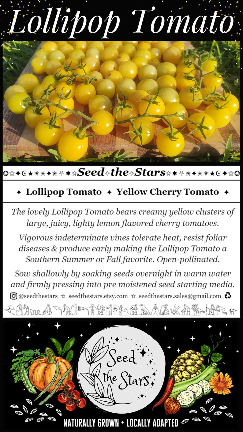 20 Lollipop Tomato Seeds Yellow Cherry Tomato Solanum - Etsy