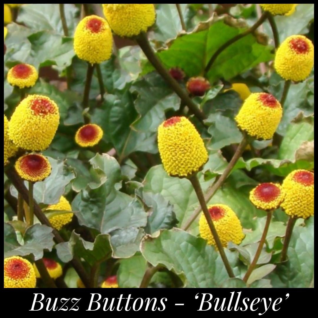 20 Electric Daisy Seeds, Toothache Plant Seeds, Red & Yellow Spilanthes ...