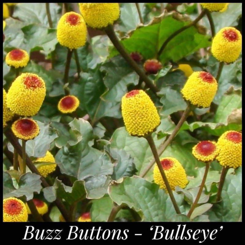 Fruit Buttons - Etsy