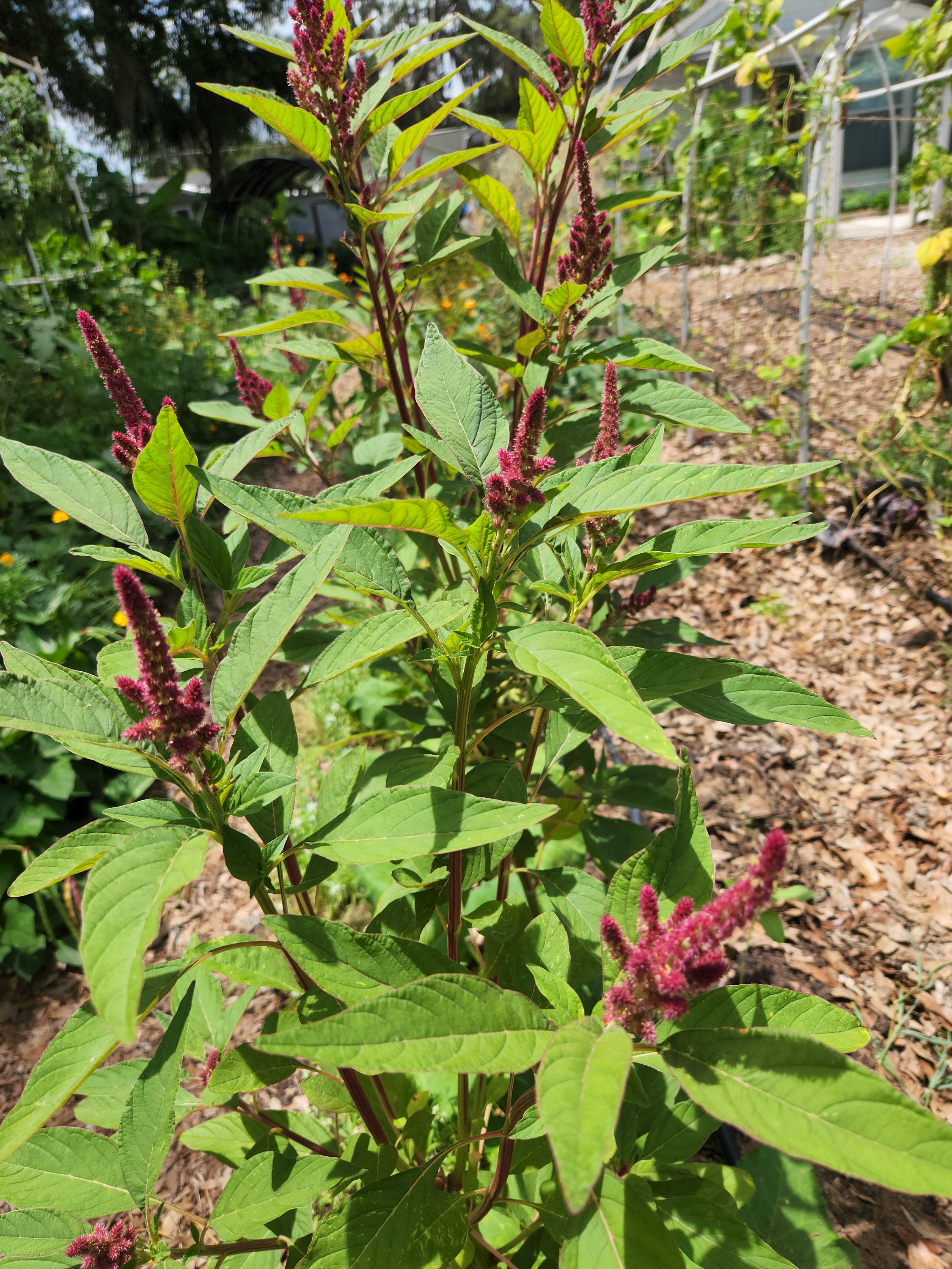 20 'caribbean Callaloo' Seeds, Edible Amaranth Seeds, Heat Tolerant ...