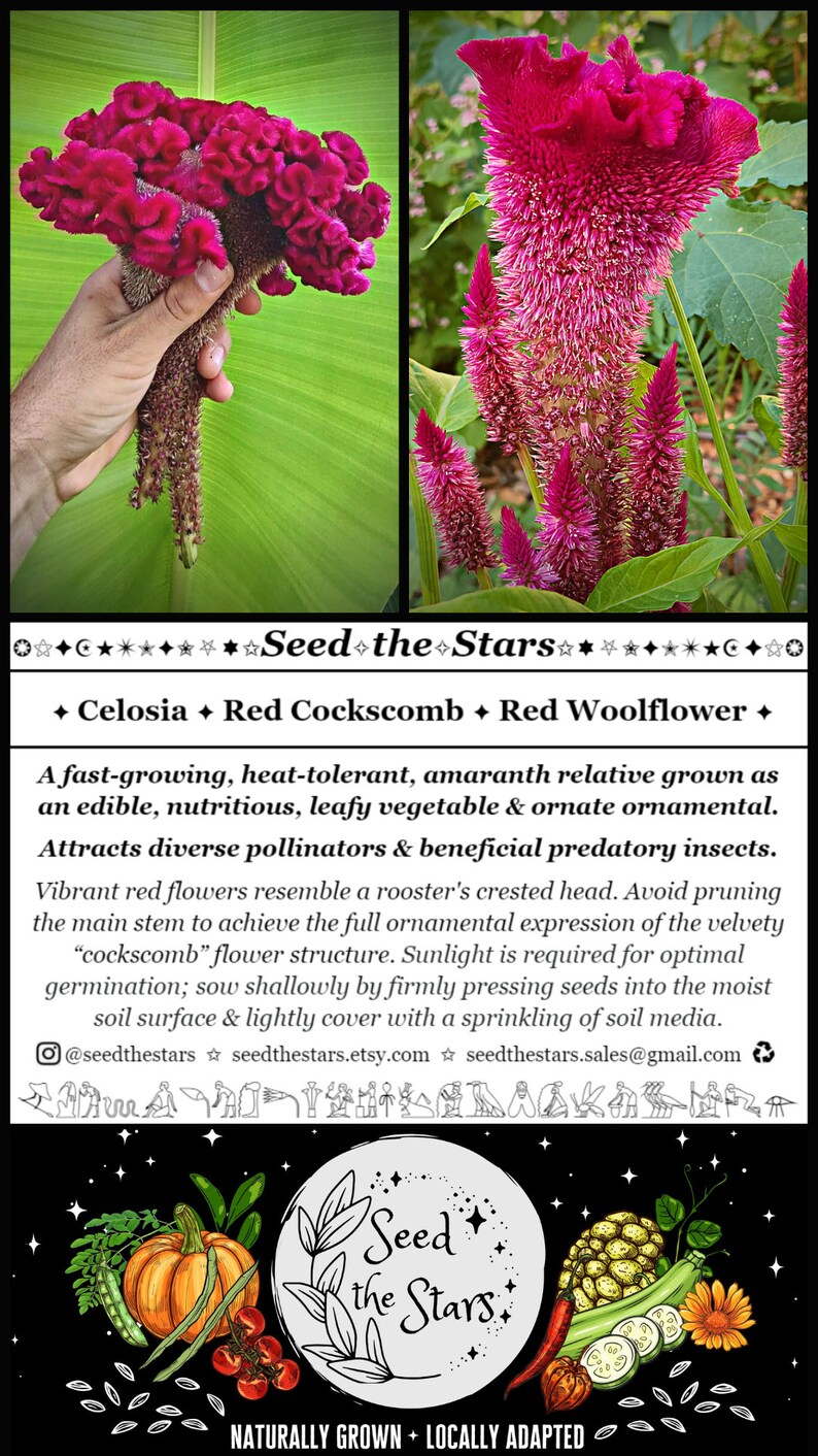 20 'red Cockscomb Celosia' Seeds Red Woolflower Seeds Celosia Argentea ...