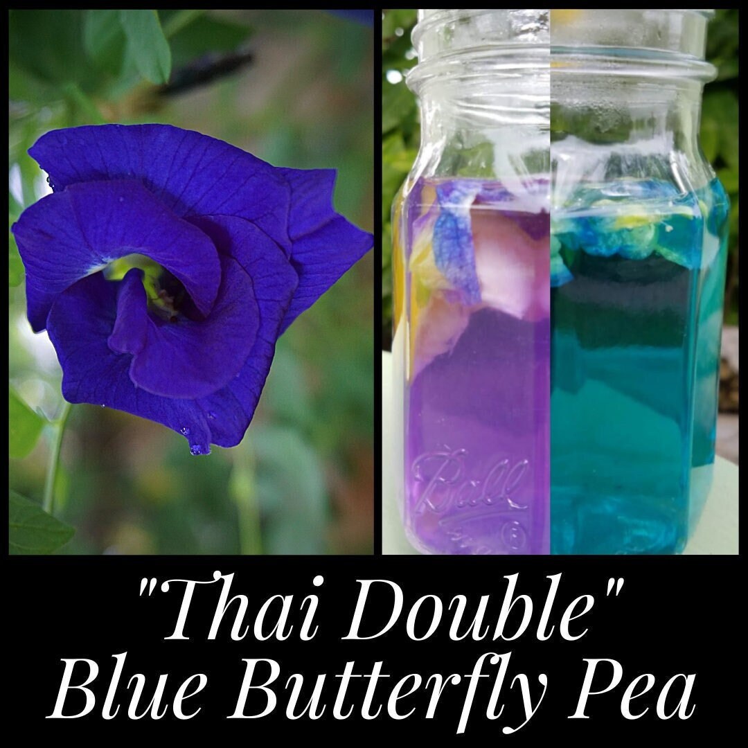 15 Thai Double Blue Butterfly Pea Seeds, Double Butterfly Pea, Clitoria ...