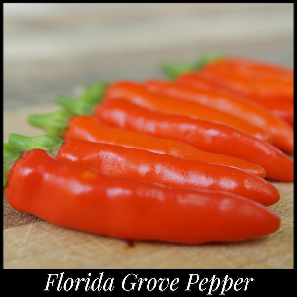 Rare Pepper Seeds - Etsy