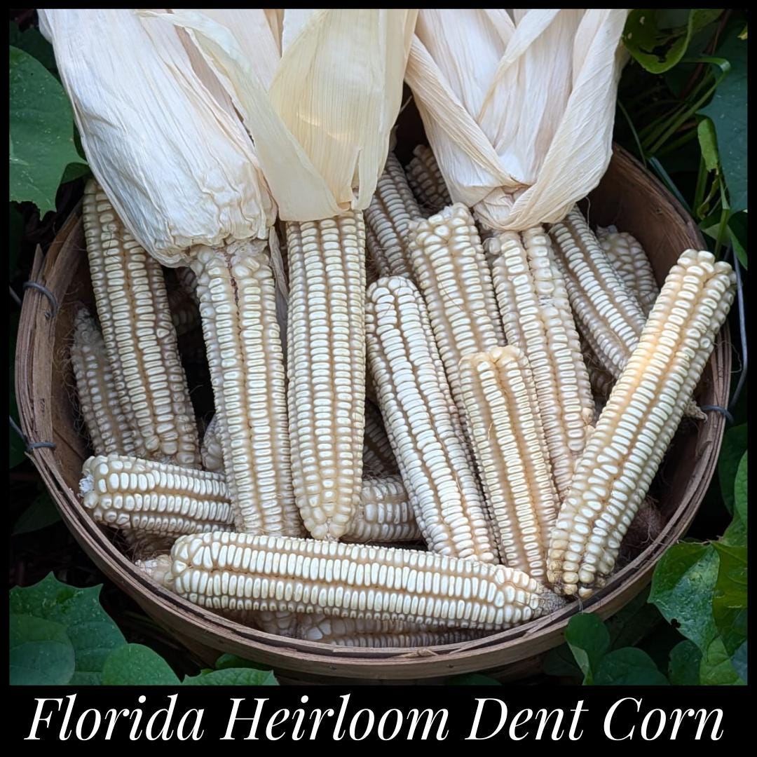 20 'florida Heirloom Dent Corn' Seeds, Hickory Cane Dent Corn, Florida ...