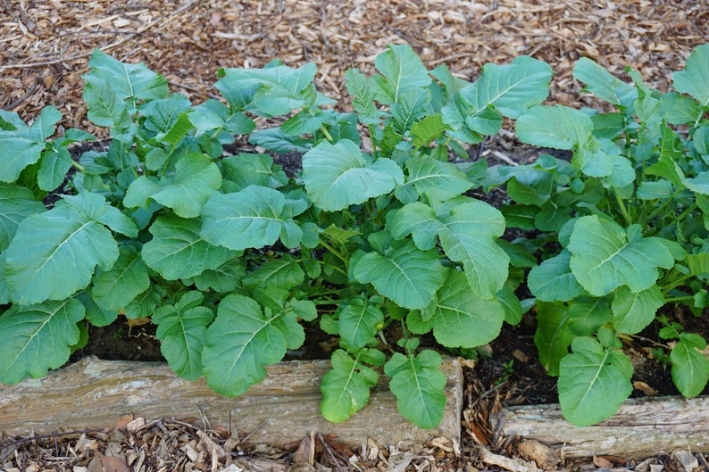 50 Ethiopian Kale Seeds 50 Abyssinian Mustard Seeds 50 - Etsy