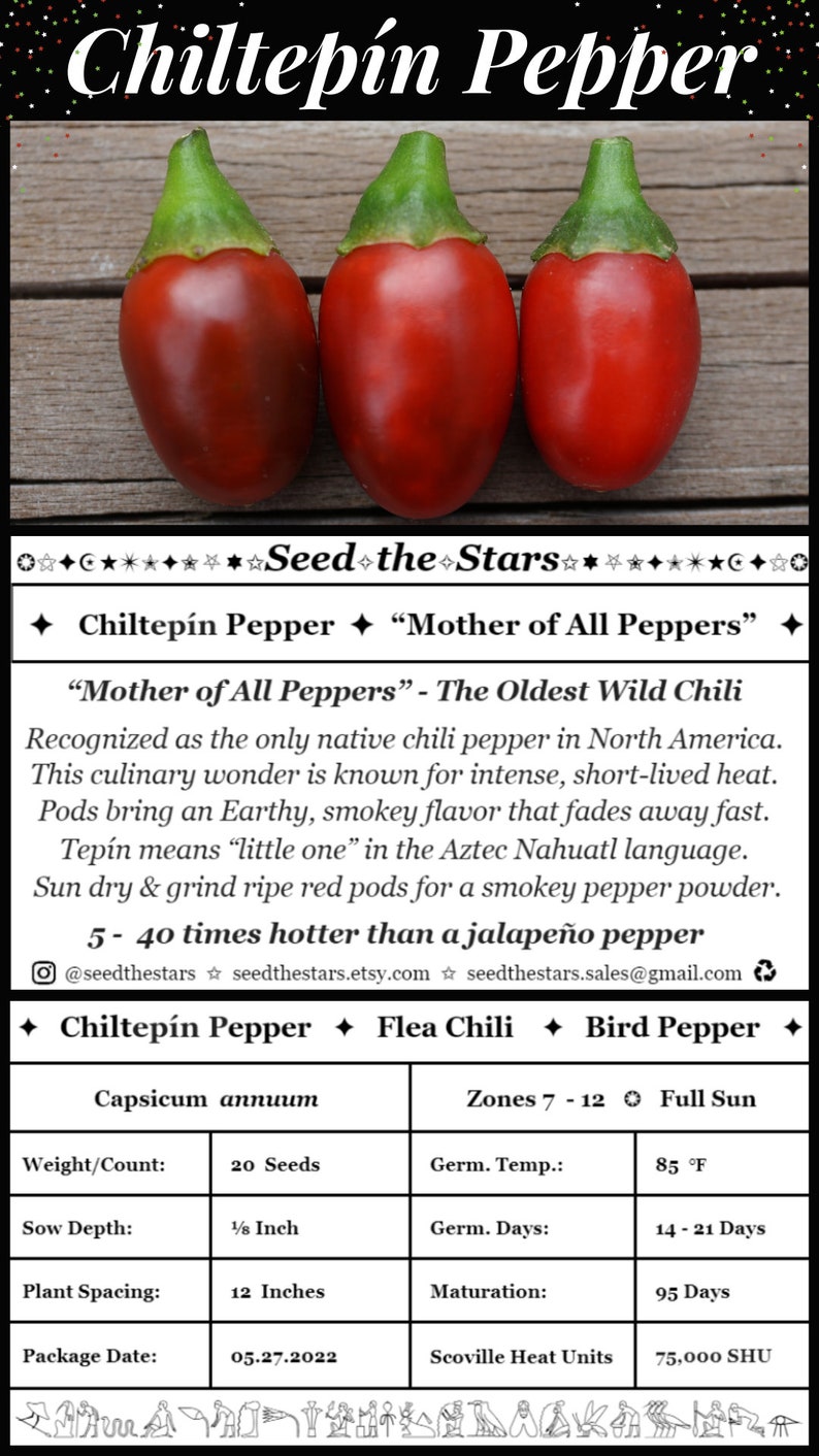 20 Chiltepin Pepper Seeds mother of All Peppers - Etsy