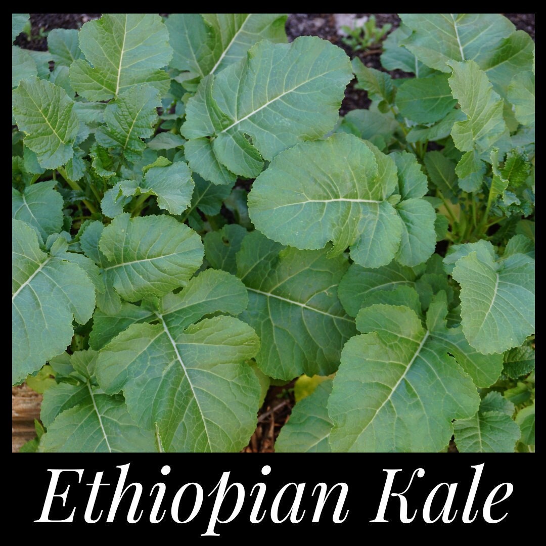 50 Ethiopian Kale Seeds, 50 Abyssinian Mustard Seeds, 50 African Kale ...