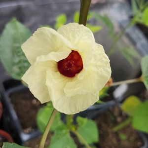 15 'white' Roselle Seeds, Florida Cranberry, Jamaican Sorrel Seeds ...