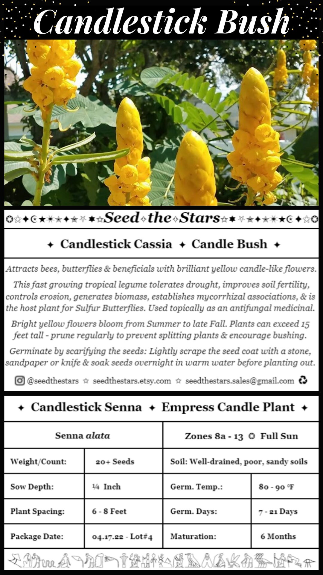 20 Candlestick Senna Seeds Empress Candle Plant Candlestick - Etsy