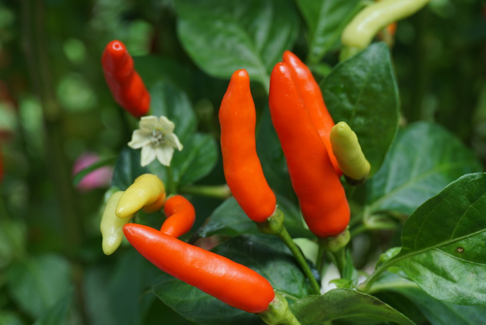 20 'florida Grove Pepper' Seeds - Bird Pepper Seeds - Hot Florida ...