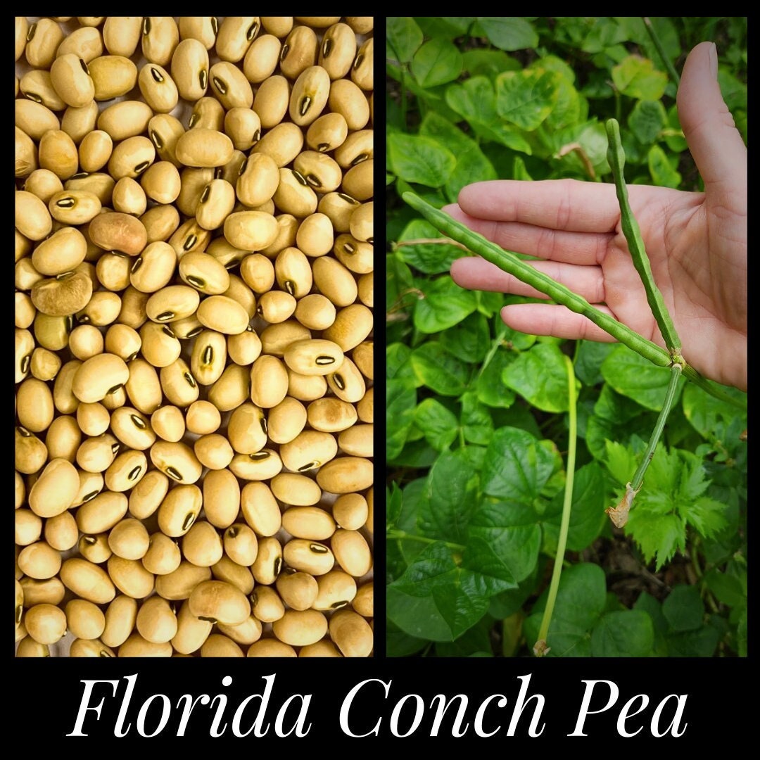 Florida Heirloom Conch Pea, Florida Pea, Florida Bean, Southern Pea ...