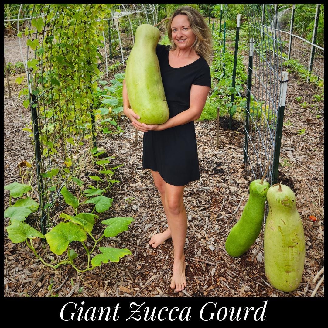 10 Giant Zucca Gourd Seeds, Zucca Melon Seeds, Largest Gourd in the ...
