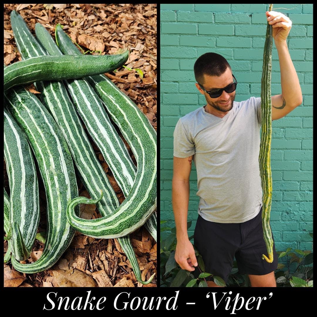 10 Snake Gourd Seeds, Serpent Cucumber Seeds, 'viper' Variety (green ...