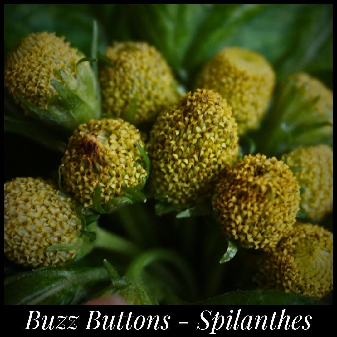 20 'yellow Buzz Button' Seeds Electric Daisy Seeds, Toothache Plant ...