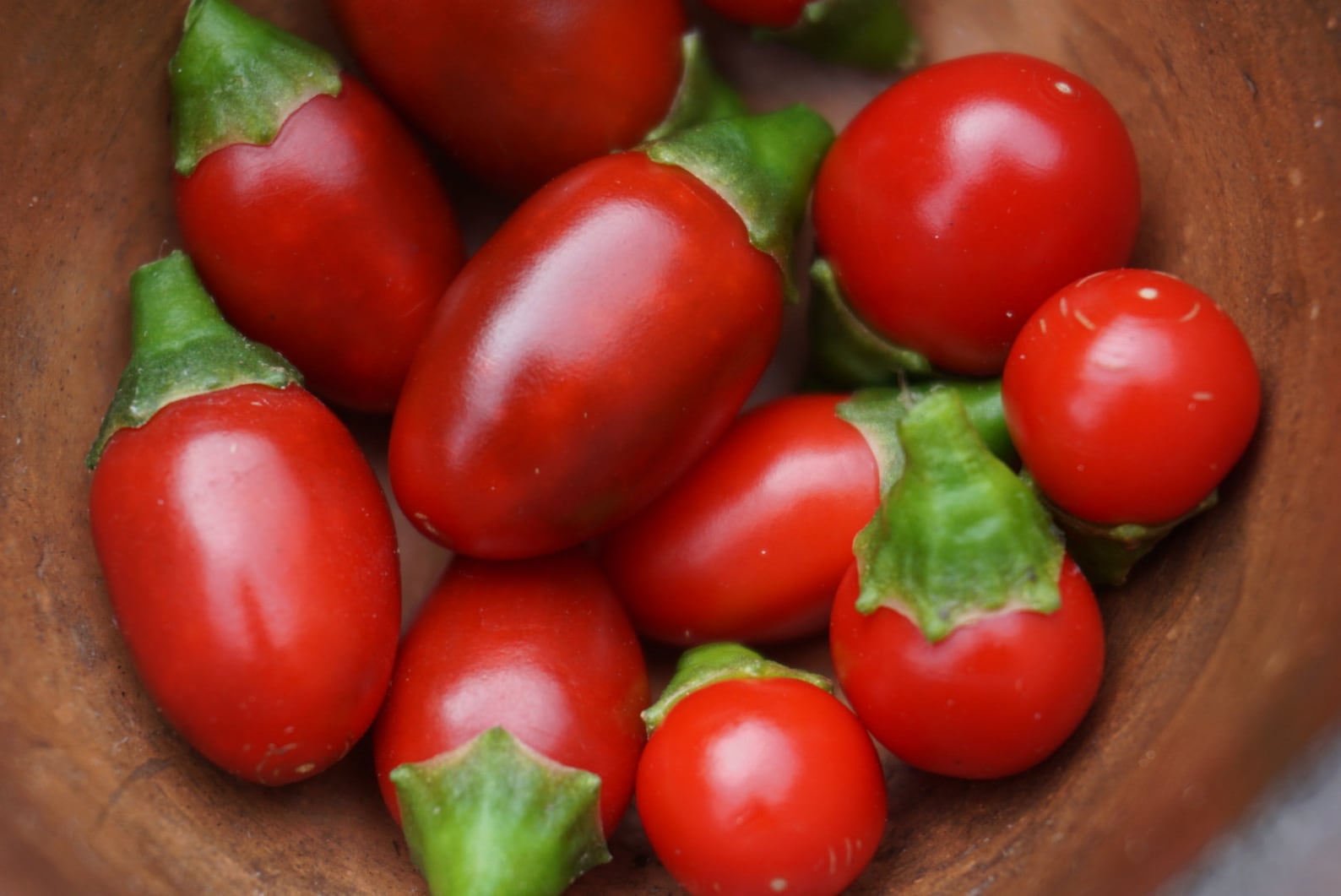 20 'chiltepin' Pepper Seeds - "mother of All Peppers" - Flea Pepper ...