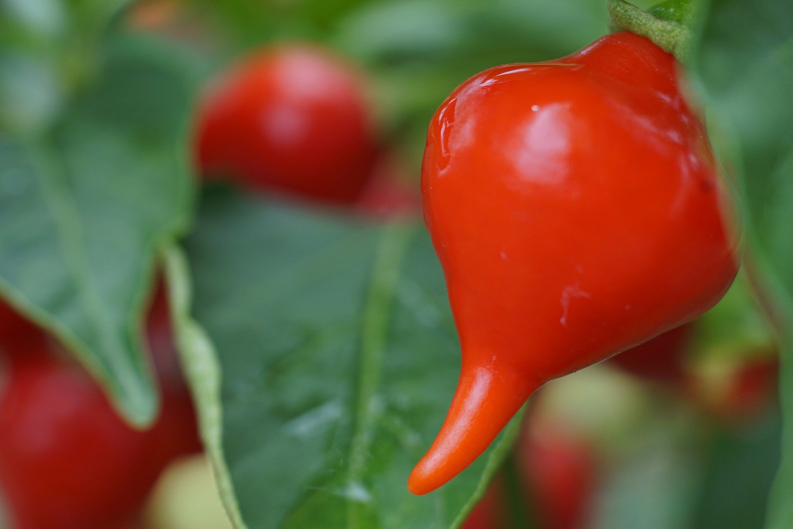 25 Sweety Drop Pepper Seeds, Heirloom Red Biquinho Seeds, Brazilian ...