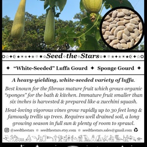 15 'white Seeded' Luffa Seeds, Loofah Gourd Seeds, Luffa Cylindrica ...
