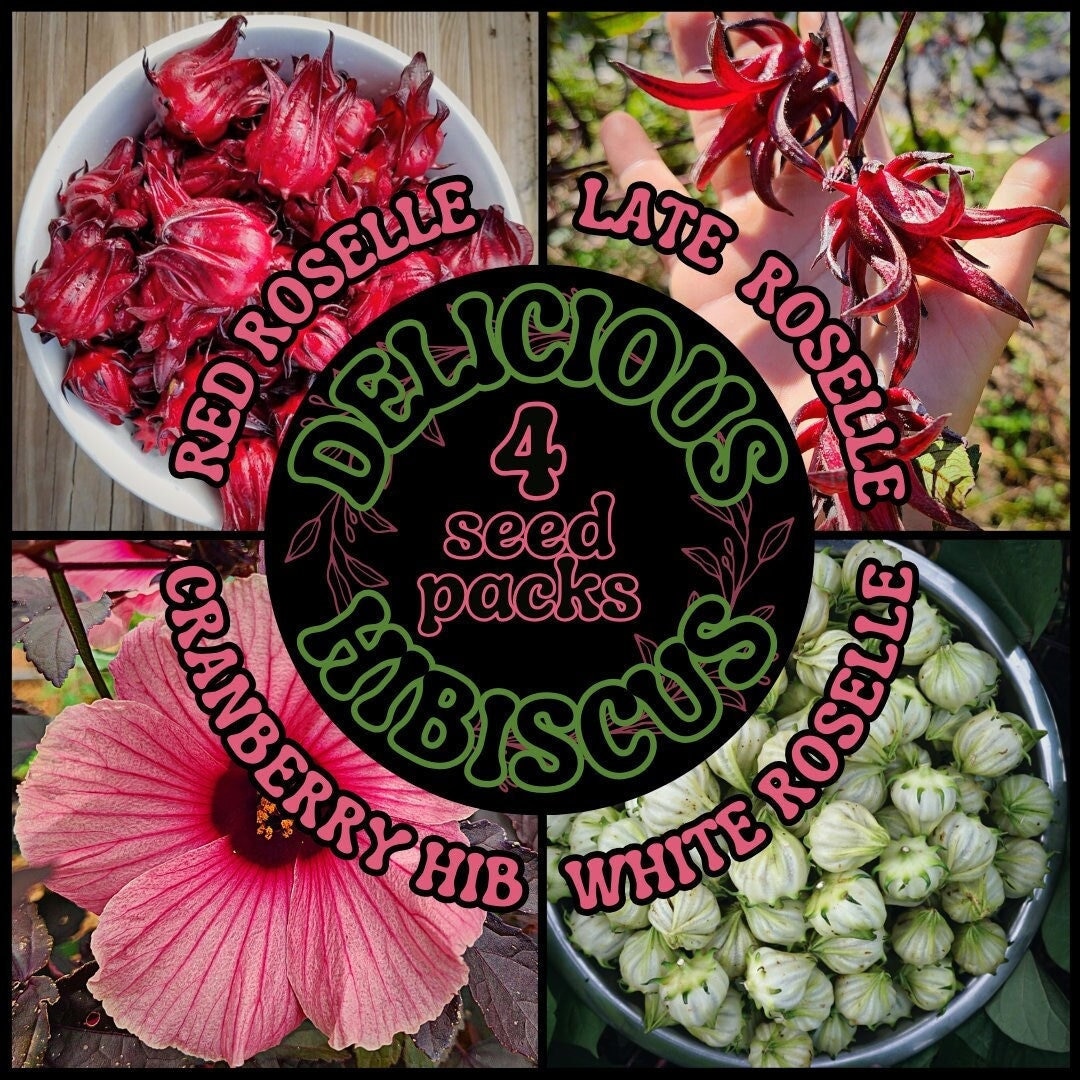 Edible Hibiscus 4 Pack. Red Roselle Seeds , White Roselle Seeds, Late ...