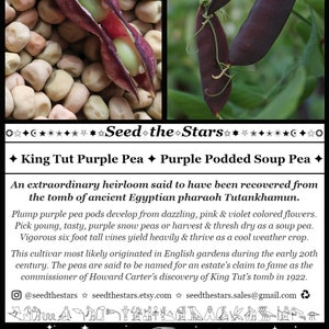 15 King Tut Purple Pea Seeds, Purple Snow Pea Seeds, Purple Podded Soup ...