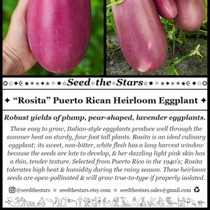 20 'rosita' Eggplant Seeds, Puerto Rican Heirloom Eggplant, Florida ...