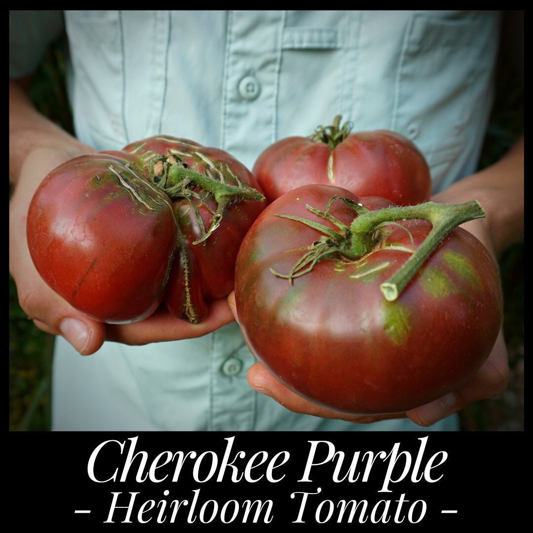 20 Cherokee Purple Heirloom Tomato Seeds, Seed the Stars, Heirloom ...