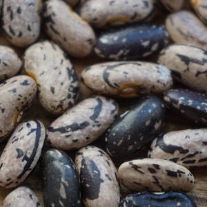 15 Rattlesnake Pole Bean, Preacher Pole Bean , Organic Southern ...