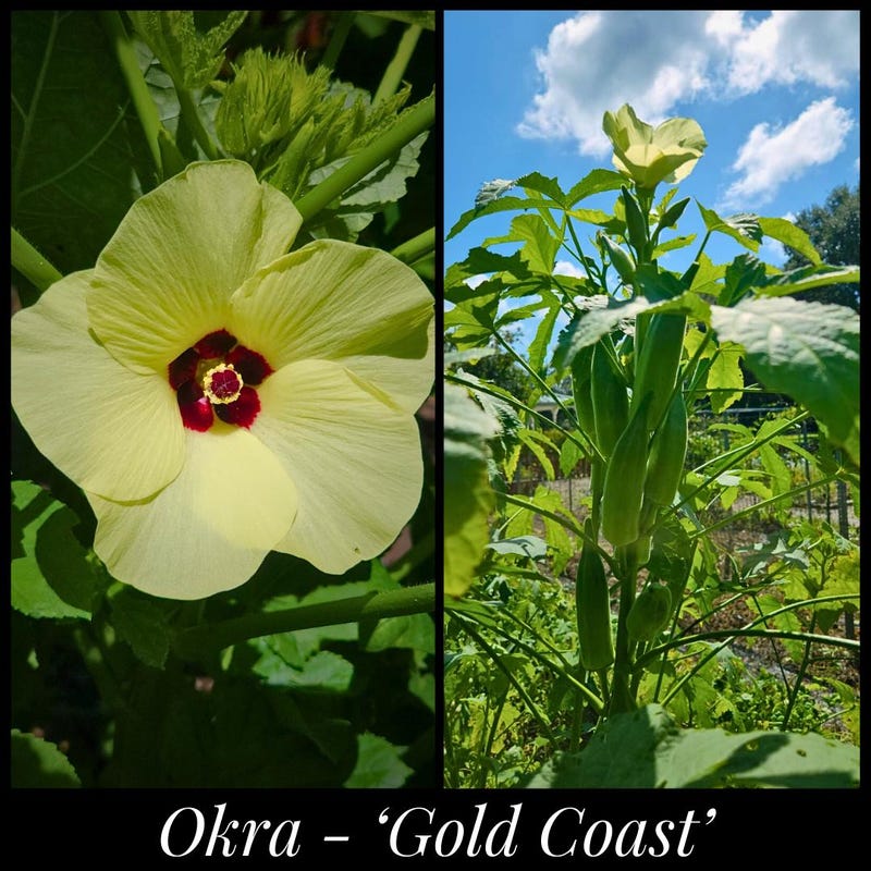 Gold Coast To - Etsy