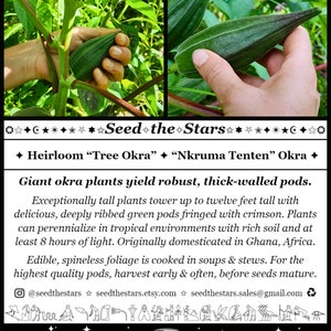 20 'tree Okra' Seeds, Giant Okra, Perennial Okra “nkruma Tenten” Okra ...