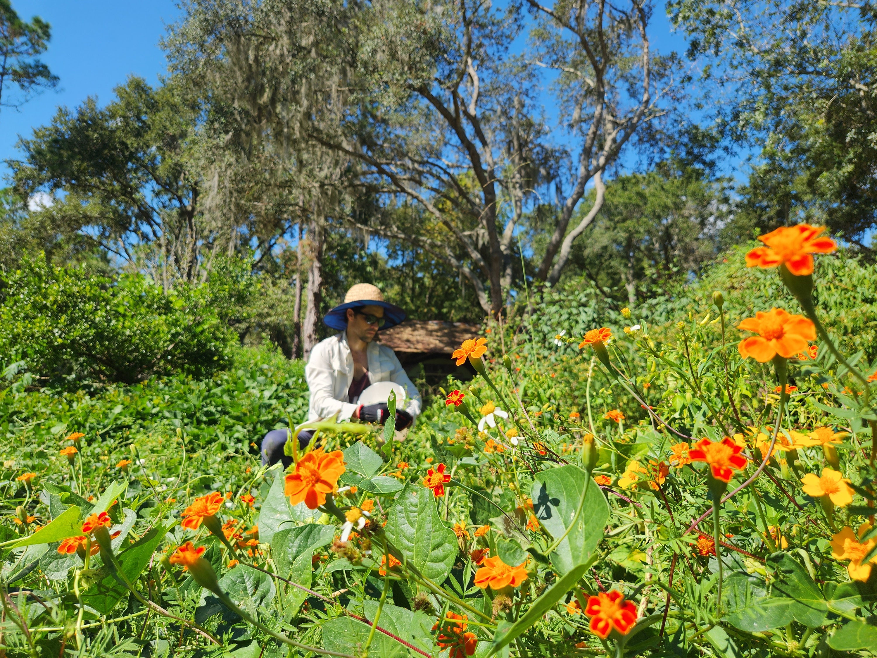 25 'french Marigold' Flower Mix - Yellow Orange & Red Marigold Mix ...
