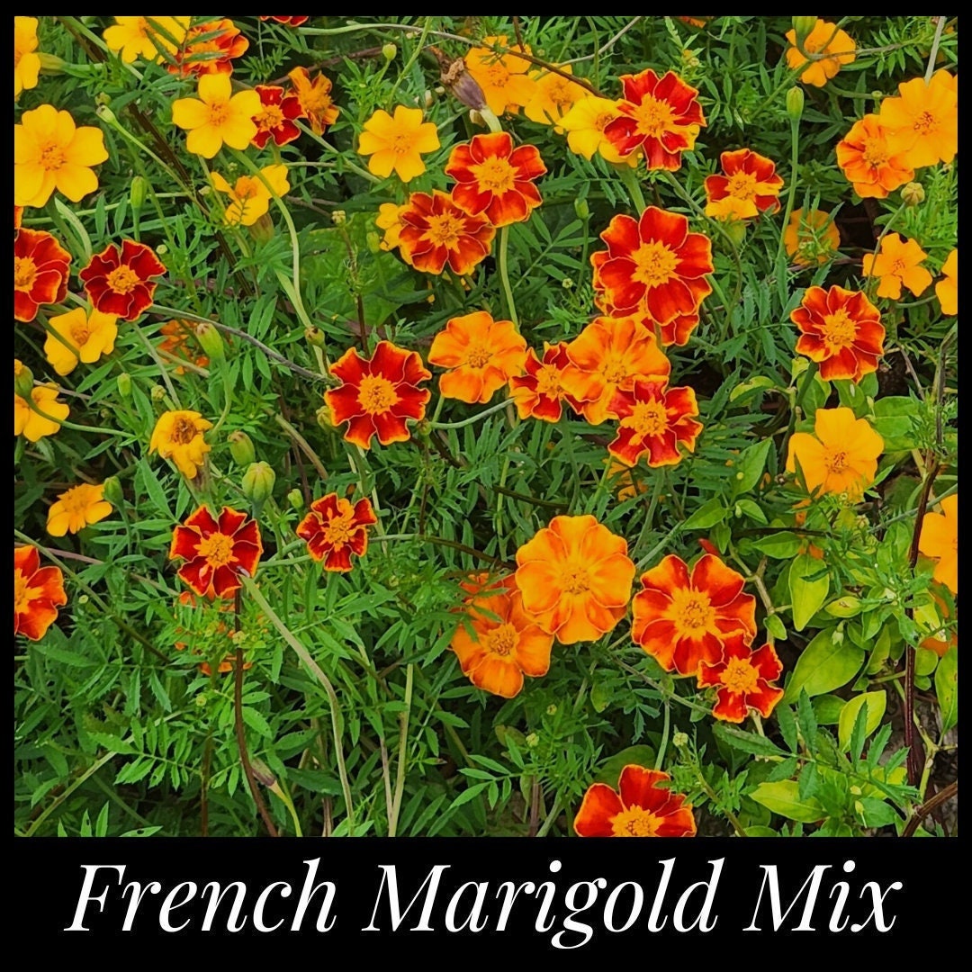 25 French Marigold Flower Mix Yellow Orange & Red Marigold - Etsy