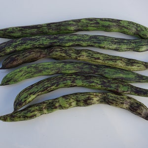 15 Rattlesnake Pole Bean, Preacher Pole Bean , Organic Southern ...