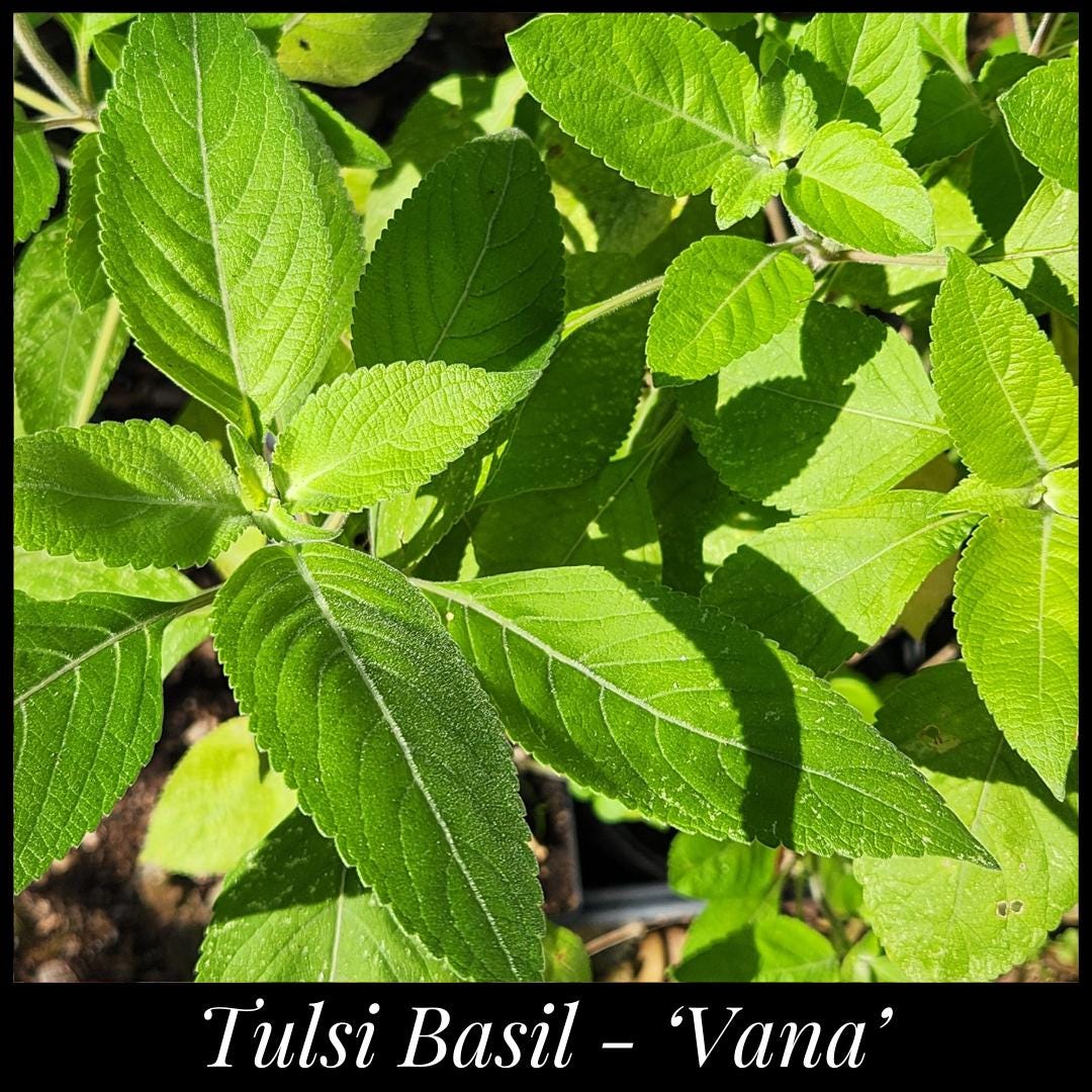 20 Holy Basil Seeds, 'vana' Tulsi Basil Seeds, Wild Forest Tulsi Seeds ...